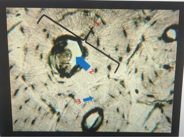 Solved IDENTIFY POINTED CELL 1. 2 | Chegg.com