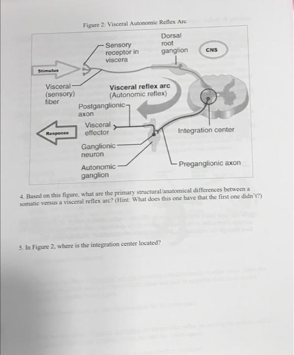 Solved Figure 2: Visceral Autonomie Reflex Arc Dorsal | Chegg.com