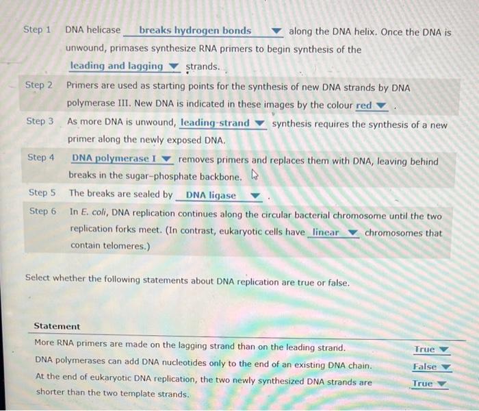 Solved Step 1 DNA helicase along the DNA helix. Once the DNA | Chegg.com