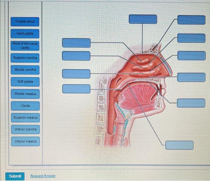 [Solved]: Frontal sinus Hand palate Roof of the nasal cavit