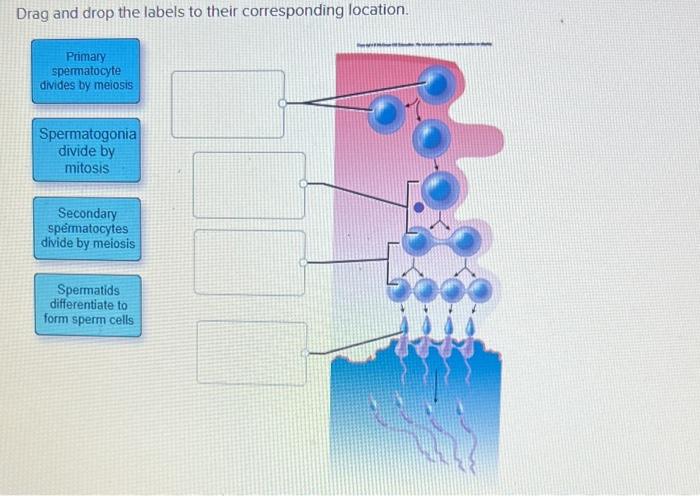 Solved Drag and drop the labels to their corresponding | Chegg.com