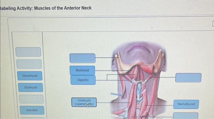 Solved labeling Activity: Muscles of the Anterior Neck | Chegg.com