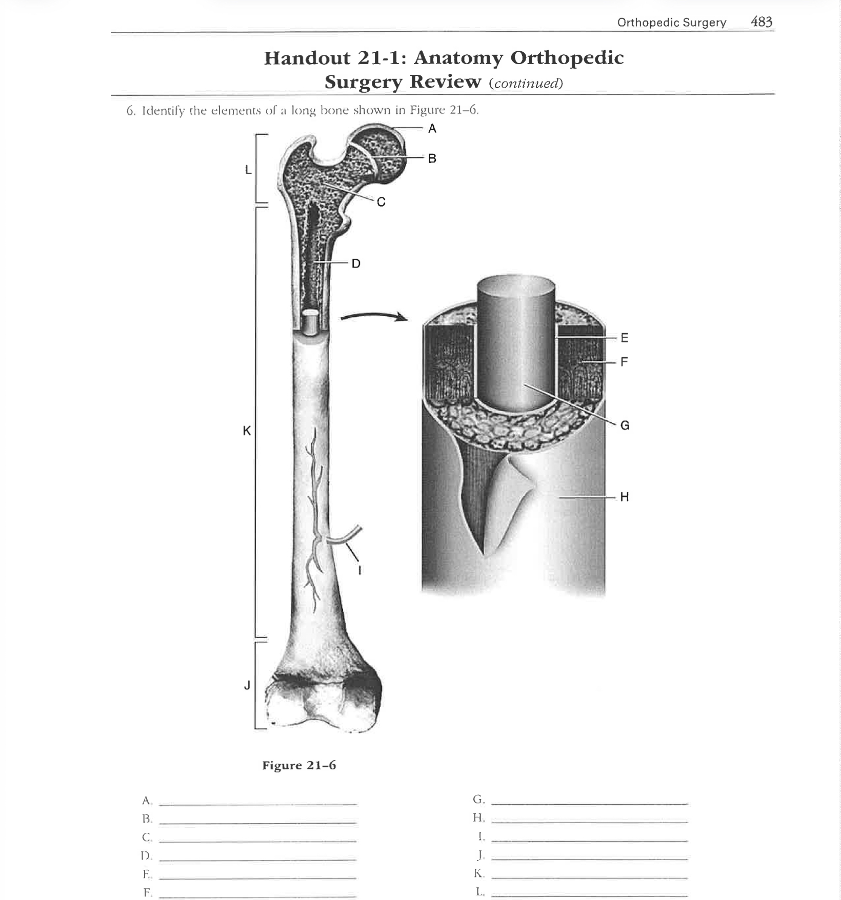 Solved Orthopedic Surgery483Handout 21-1: Anatomy Orthopedic | Chegg.com