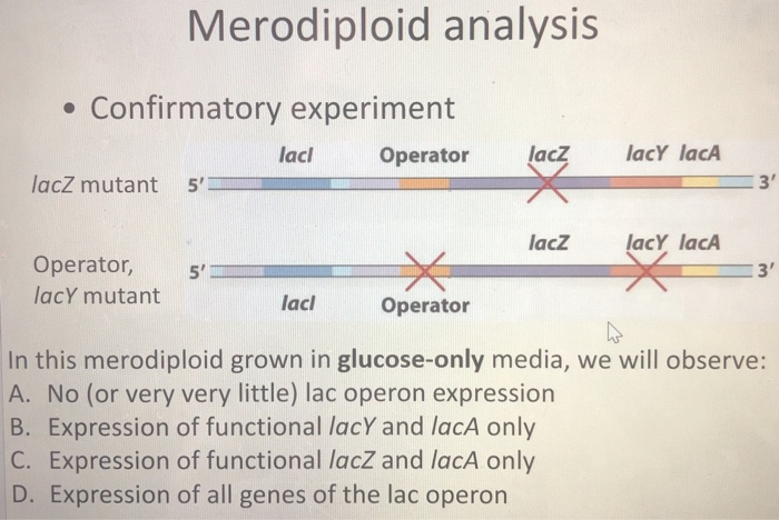 Solved In this merodiploid, grown in glucose-only media, we | Chegg.com