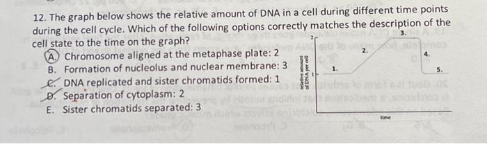 Solved 12. The graph below shows the relative amount of DNA | Chegg.com