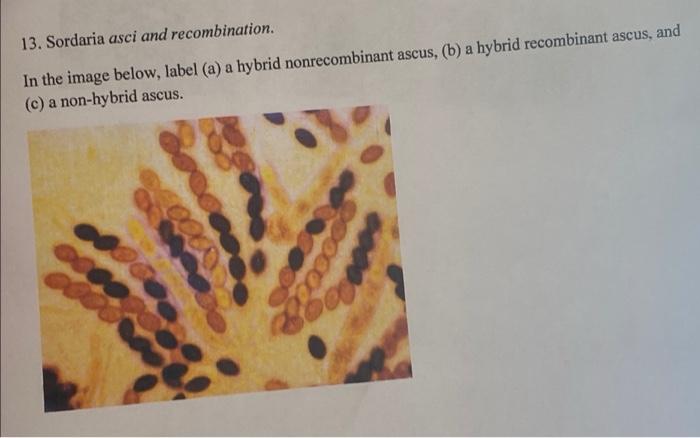 Solved 13. Sordaria asci and recombination. In the image | Chegg.com