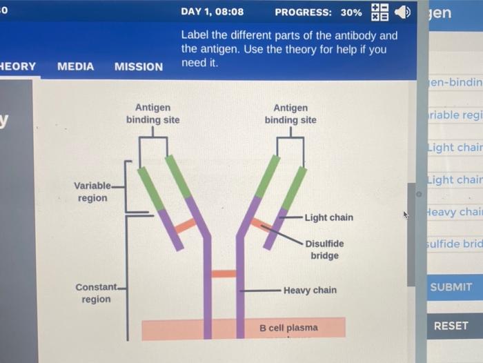 Solved Label the structure of the antibody and the antigen 1 | Chegg.com