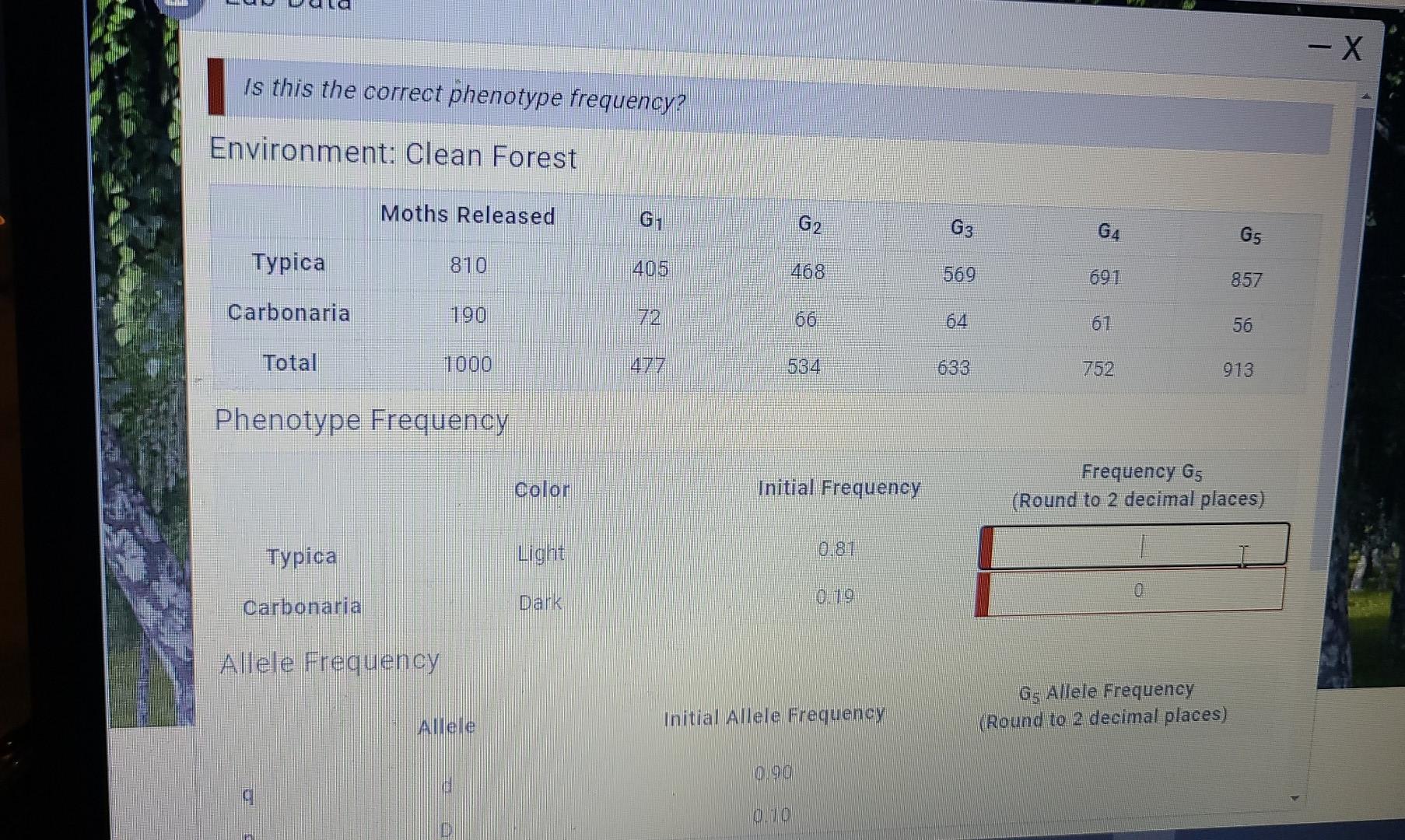Solved - X Is this the correct phenotype frequency? | Chegg.com