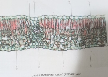 Solved CROSS SECTION OF A LILAC (SYRINGA) ﻿LEAFlabel this | Chegg.com