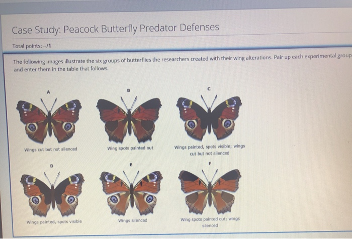 Case Study: Peacock Butterfly Predator Defenses Total | Chegg.com