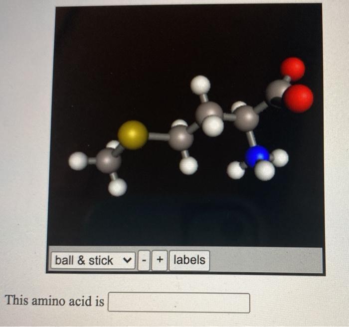 Solved ball & sticky labels This amino acid is | Chegg.com