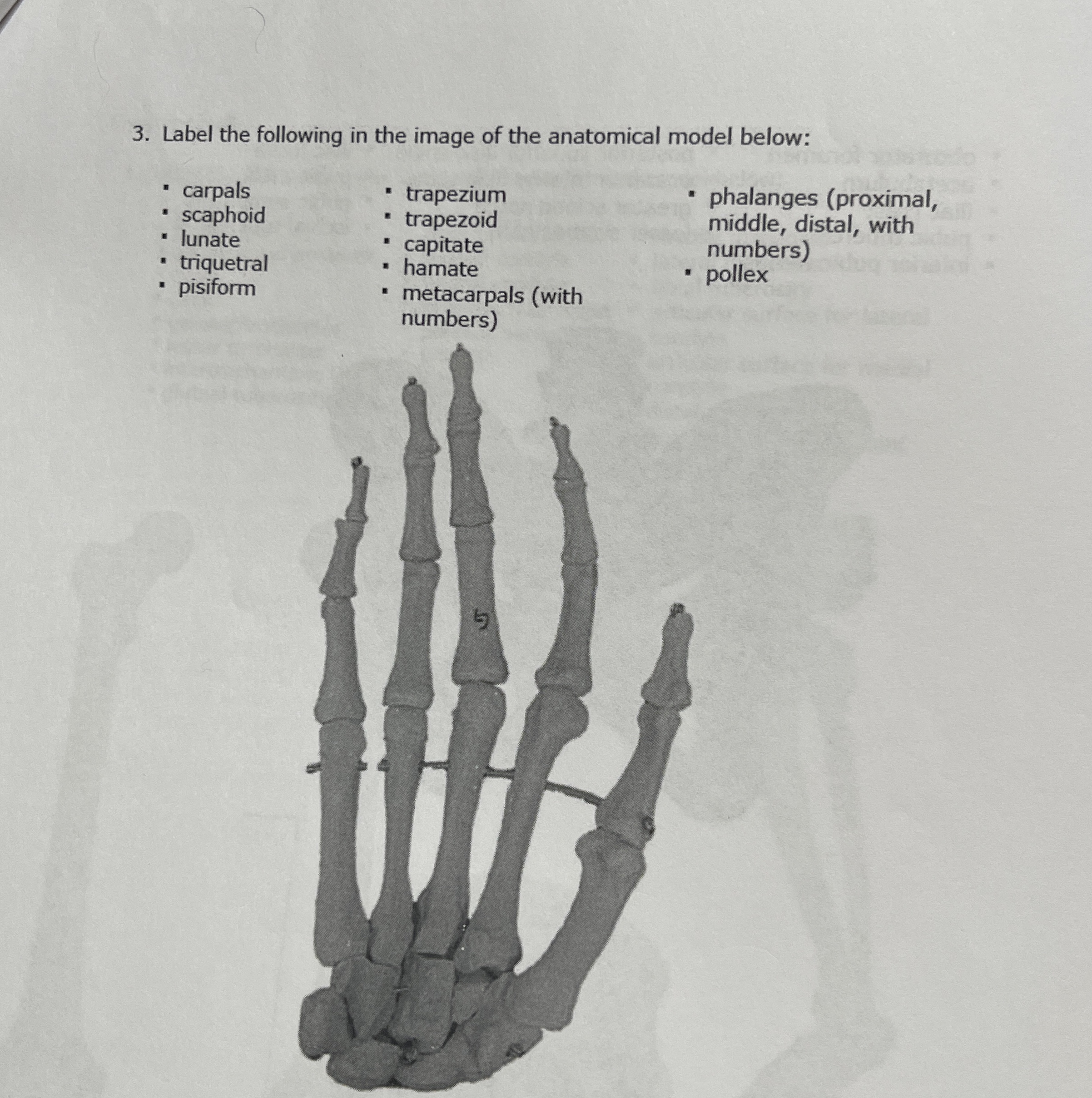 Solved Label the following in the image of the anatomical | Chegg.com