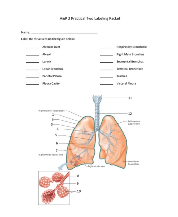 Solved A&P 2 Practical Two Labeling Packet Name: Label the | Chegg.com