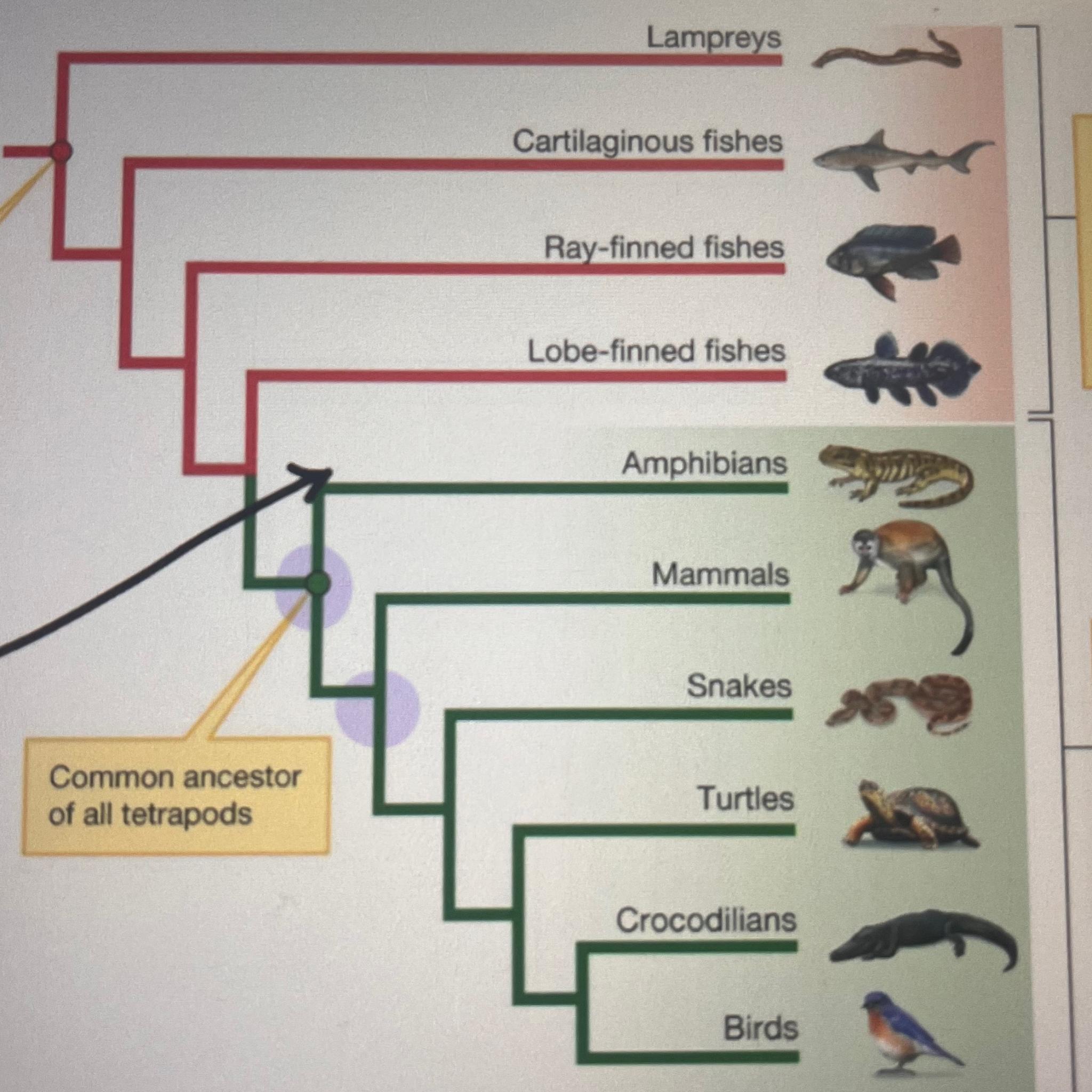 Solved According to this evolutionary tree are humans | Chegg.com