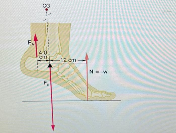Solved A 75 kg man stands on his toes exerting an upward | Chegg.com