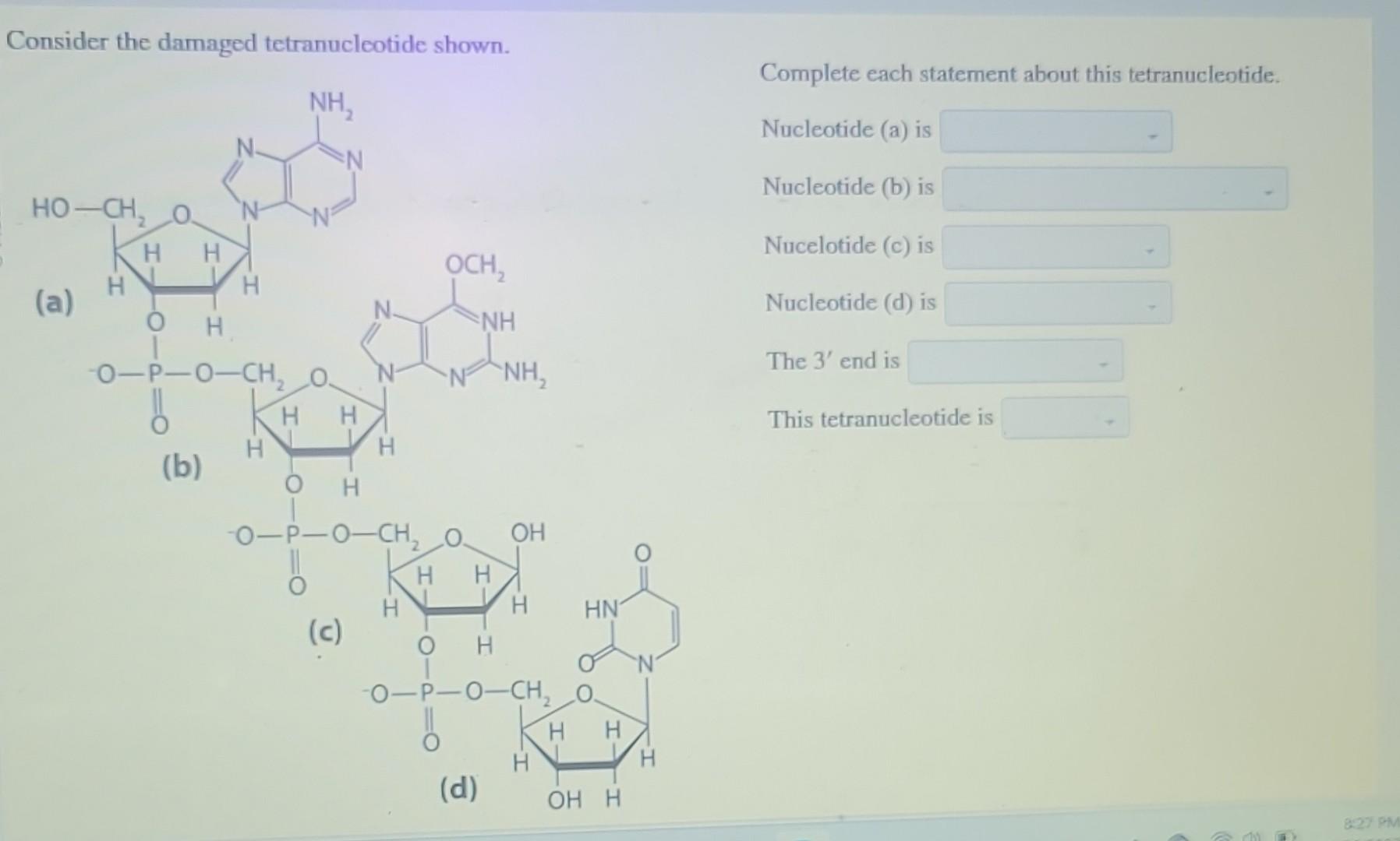 Solved Consider the damaged tetranucleotide shown. (a) | Chegg.com