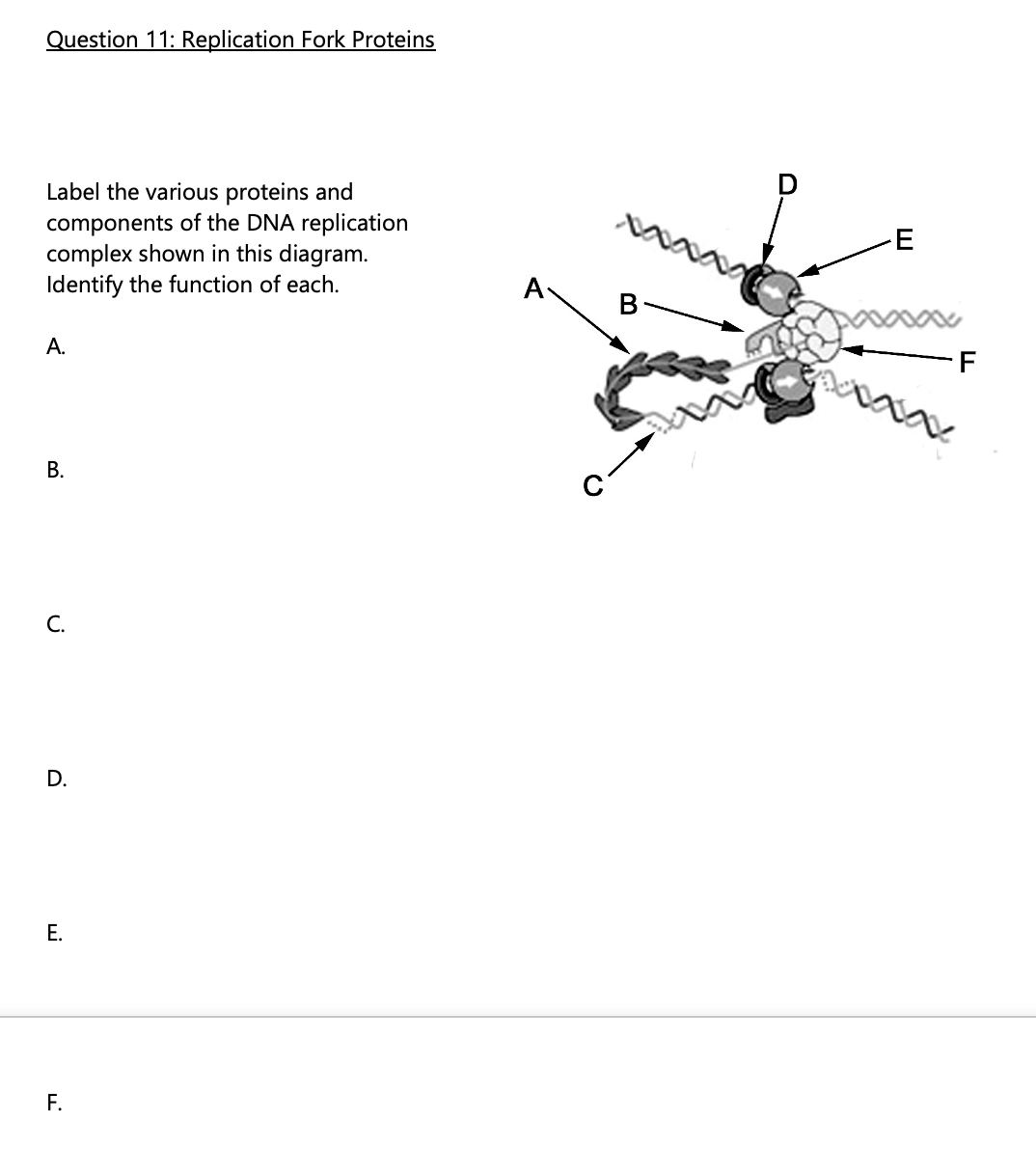 Solved Question 11: Replication Fork ProteinsLabel the | Chegg.com