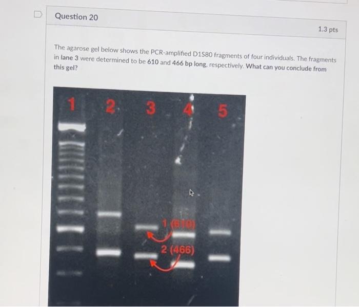 The agarose gel below shows the PCR-amplified D1580 | Chegg.com