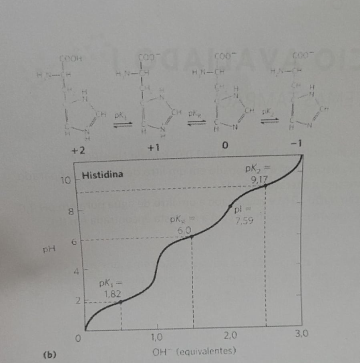 Solved The absorption of food in the stomach and intestine | Chegg.com