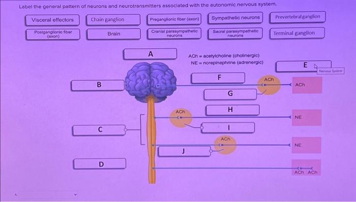A. Label the general pattern of neurons and | Chegg.com
