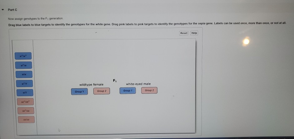 Part Now assign genotypes to the F1 generation Drag | Chegg.com