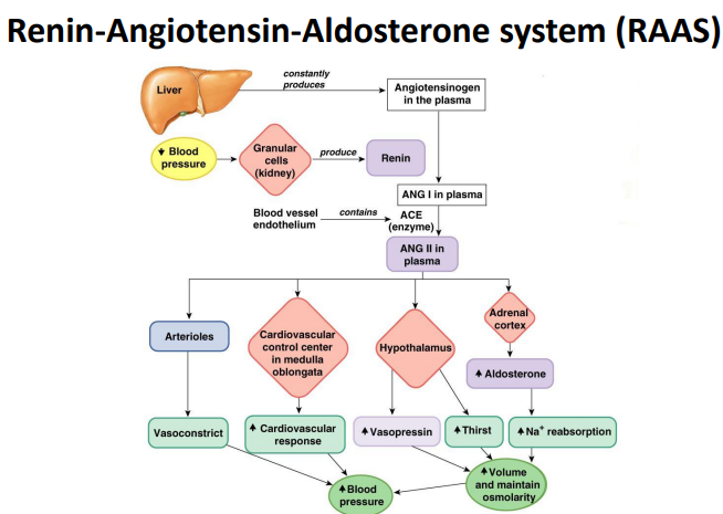 Solved Renin-Angiotensin-Aldosterone system (RAAS)In the | Chegg.com