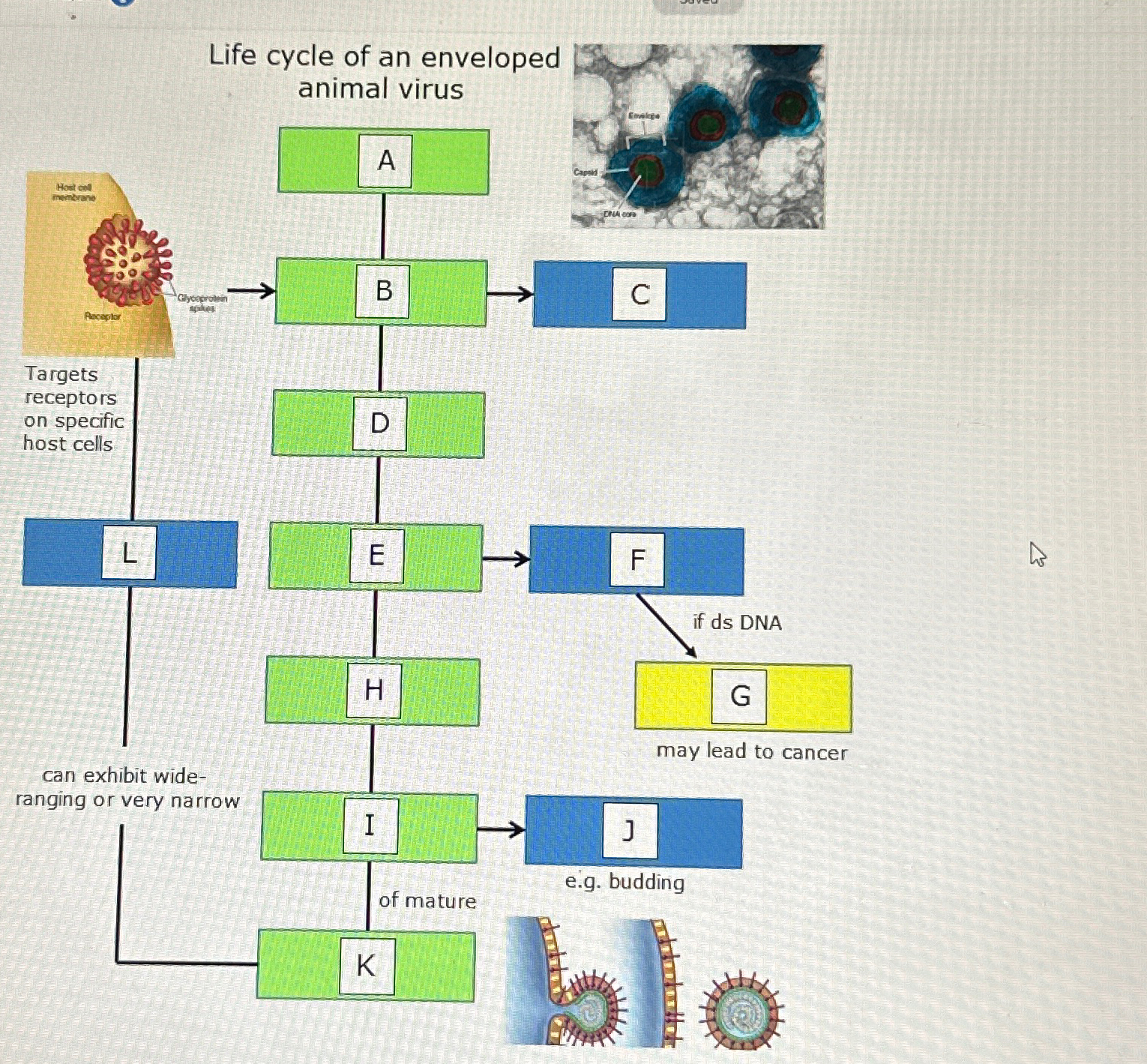 Solved Life cycle of an enveloped animal virus | Chegg.com
