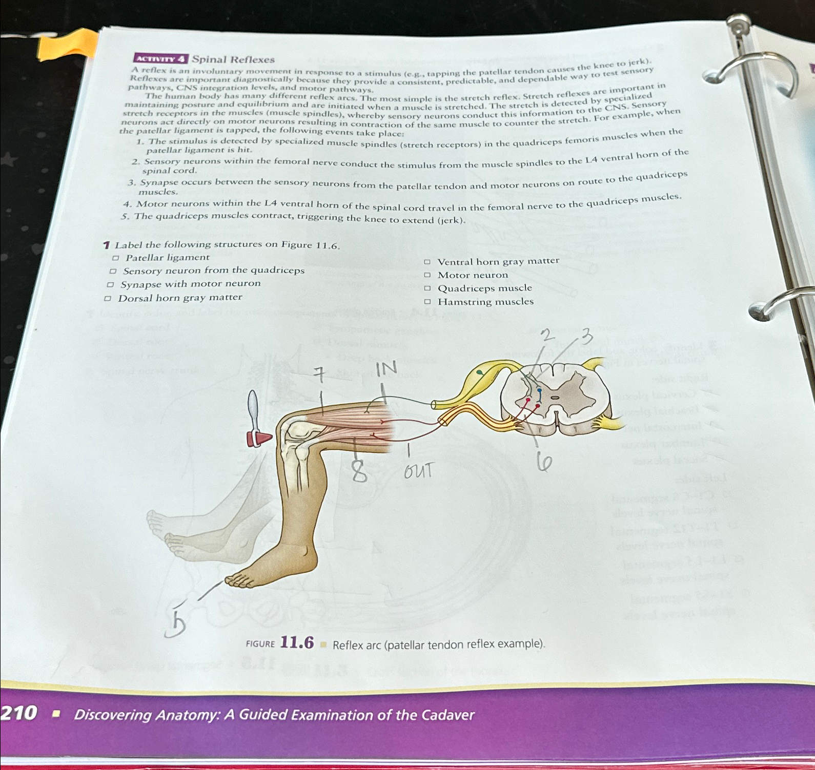 Solved Acmrน 4 ﻿Spinal ReflexesA reflex is an involuntary | Chegg.com