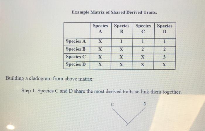 Solved Example Matrix of Shared Derived Traits: Building a | Chegg.com