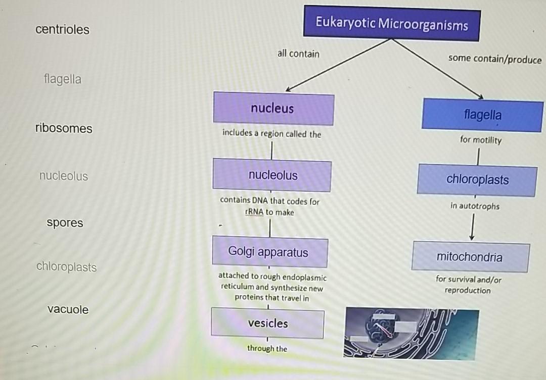 Solved Eukaryotic Microorganisms centrioles all contain some | Chegg.com
