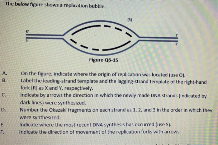 Solved The below figure shows a replication bubble. TR] 5 3' | Chegg.com