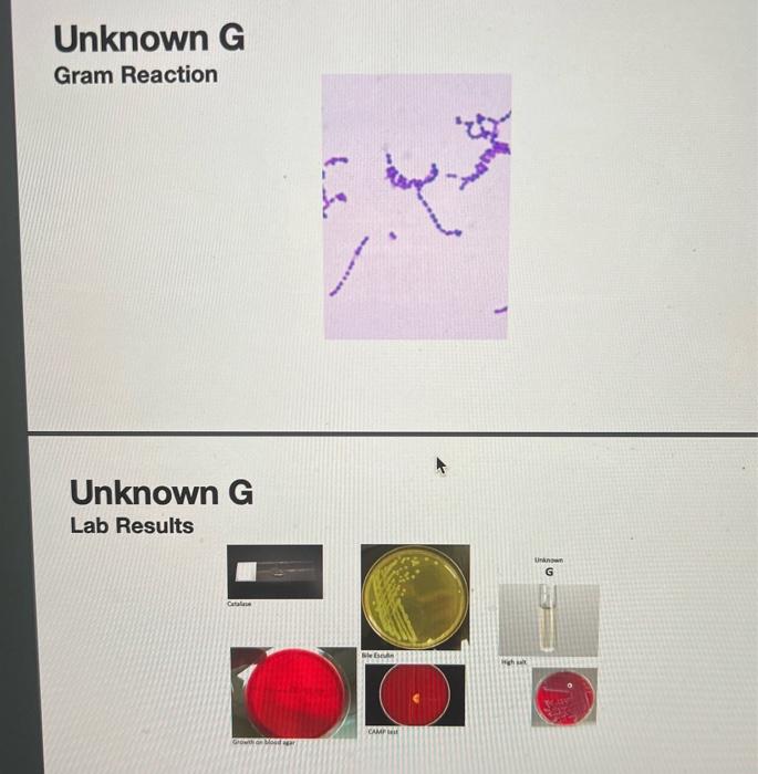 identify the unknown bacteria by genus and species | Chegg.com