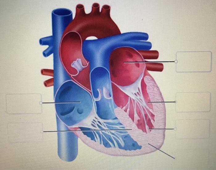 Solved Apex of the heart Right ventricle Right Atria | Chegg.com