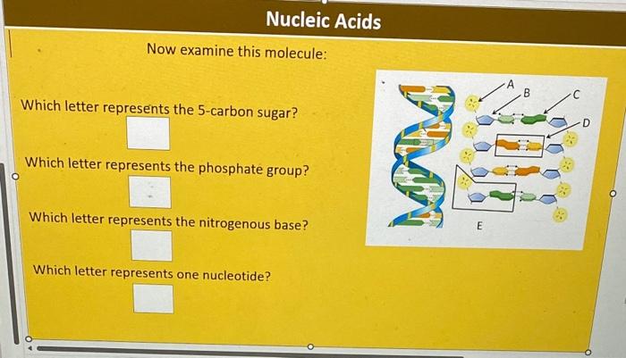 Solved Nucleic Acids Now examine this molecule: Which letter | Chegg.com