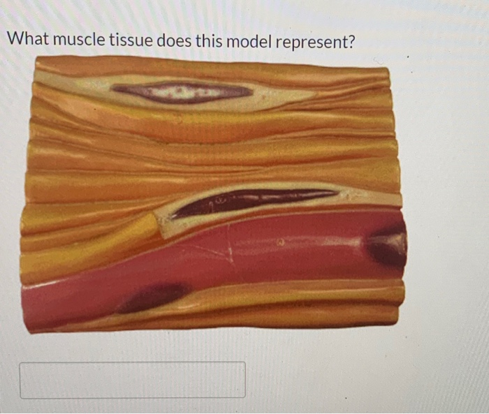 Solved What muscle tissue does this model represent? What | Chegg.com