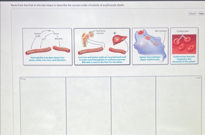 Solved Rank from the first to the last steps to describe the | Chegg.com