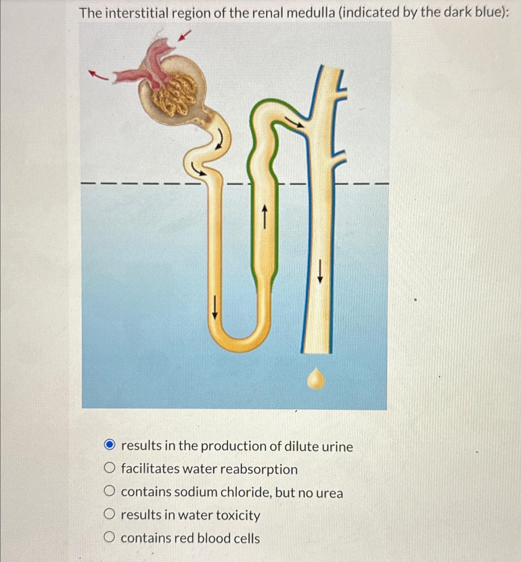 Solved The interstitial region of the renal medulla | Chegg.com