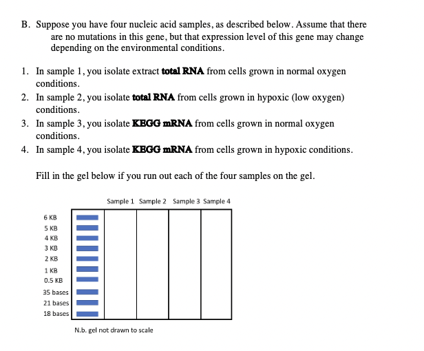 Solved B. ﻿Suppose you have four nucleic acid samples, as | Chegg.com