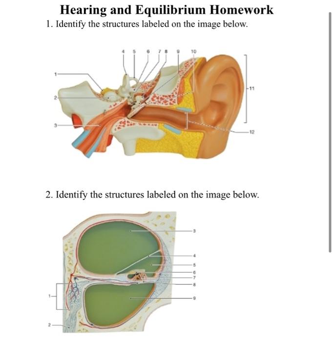 Solved Hearing and Equilibrium Homework 1. Identify the | Chegg.com