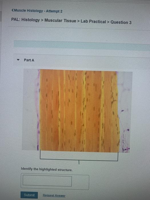 Solved Muscular Tissue > Lab Practical > Question 3 Part A | Chegg.com