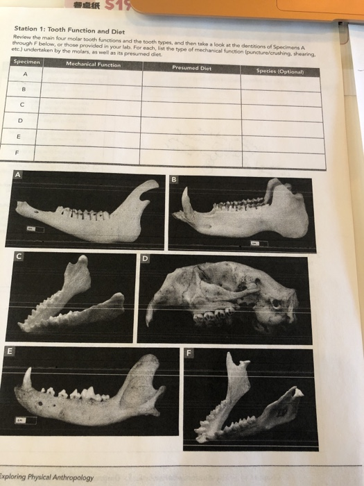 Station 1: Tooth Function and Diet Review the main | Chegg.com