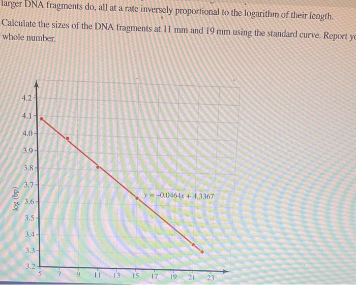 Solved Calculate the sizes of the DNA fragments at 11mm & | Chegg.com