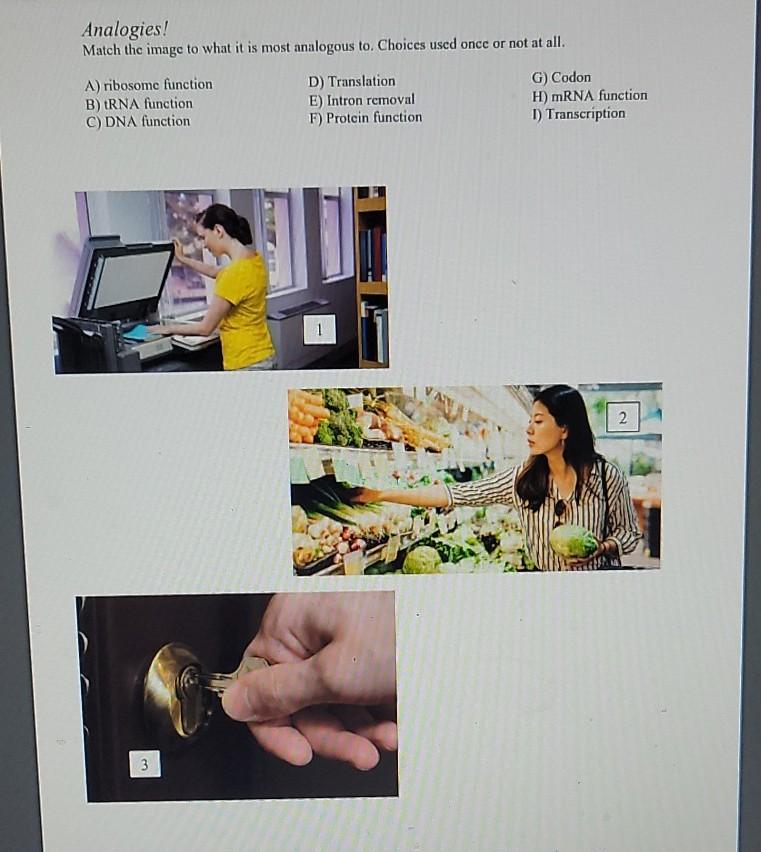 Solved Analogies! Match the image to what it is most | Chegg.com
