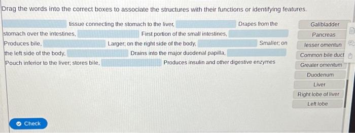 Solved Drag the words into the correct boxes to associate | Chegg.com