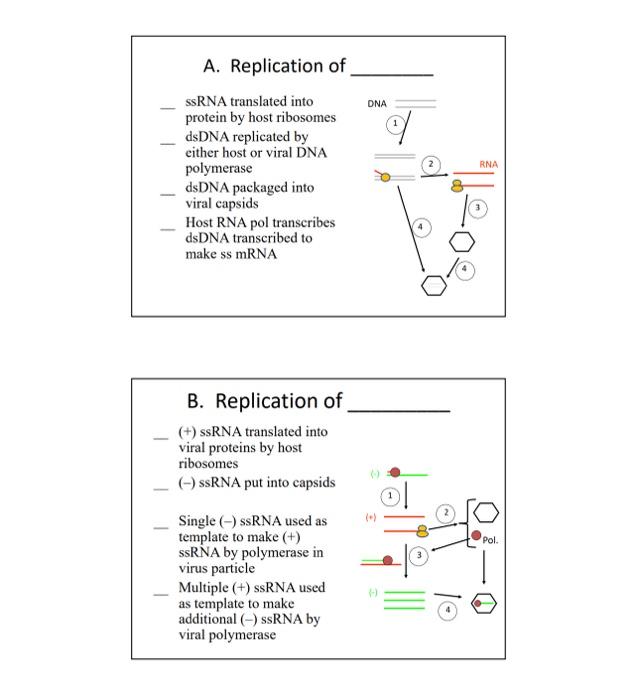 Solved For each diagram of the replication of a type of | Chegg.com