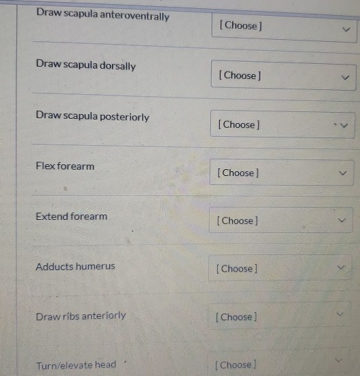 Solved Compress abdomen [Choose Draw sternum anteriorly | Chegg.com