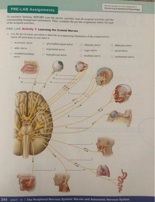 Solved P-b quizes are aleo assignable in Mastering Anatomy& | Chegg.com