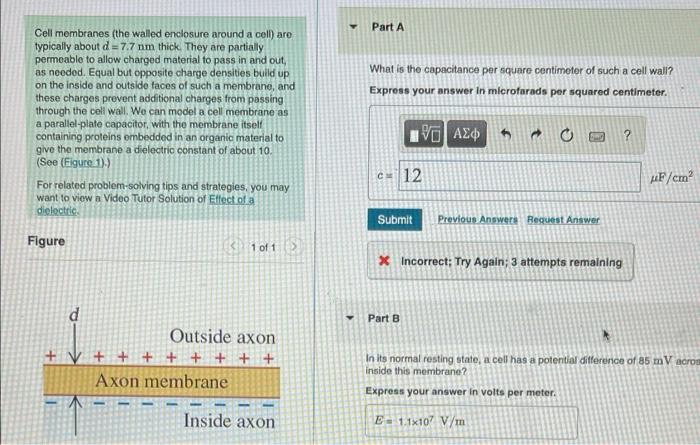 Solved Cell membranes (the walled enclosure around a cell) | Chegg.com