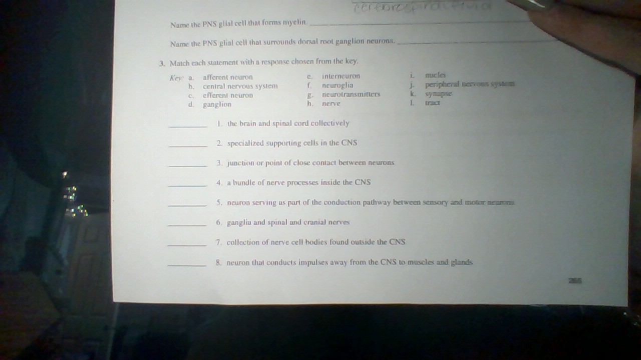 Solved Name the PNS glial cell that forms myelinName the PNS | Chegg.com