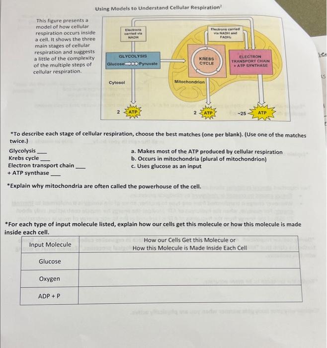 Solved Using Models to Understand Cellular Respiration 2 | Chegg.com